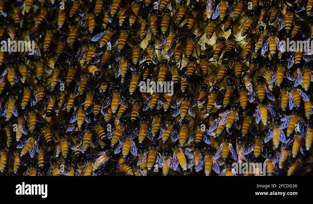 Honey bees of southeast asia Stock Videos & Footage - HD and 4K Video ...