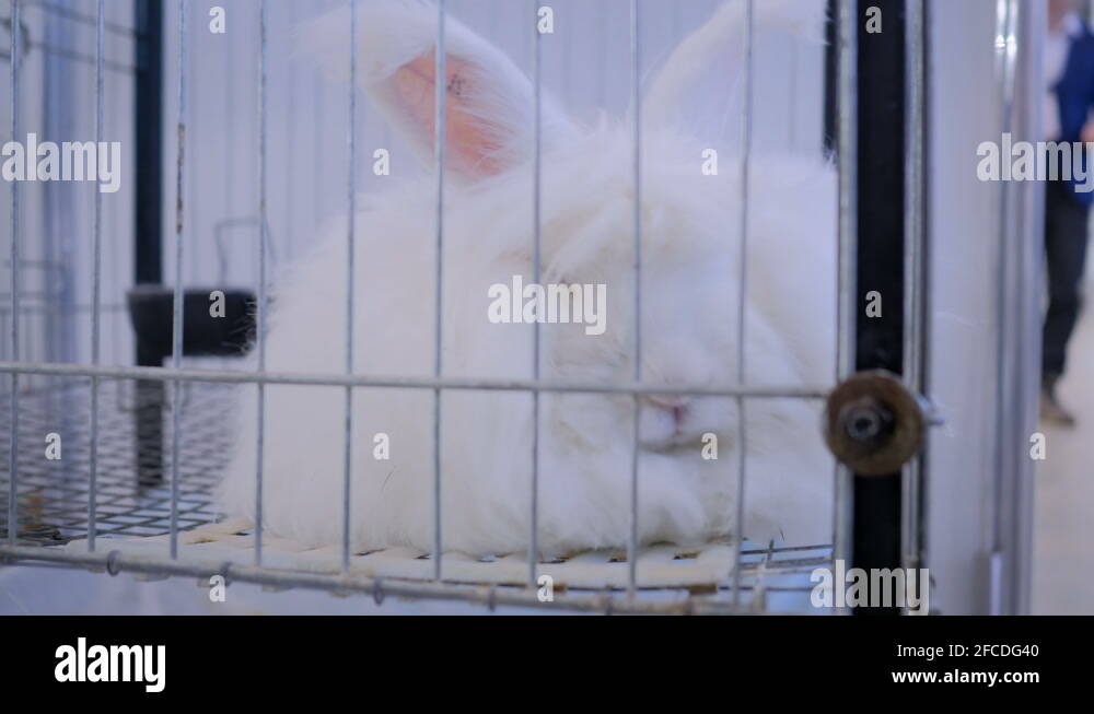 White rabbit cage Stock Videos & Footage - HD and 4K Video Clips - Alamy