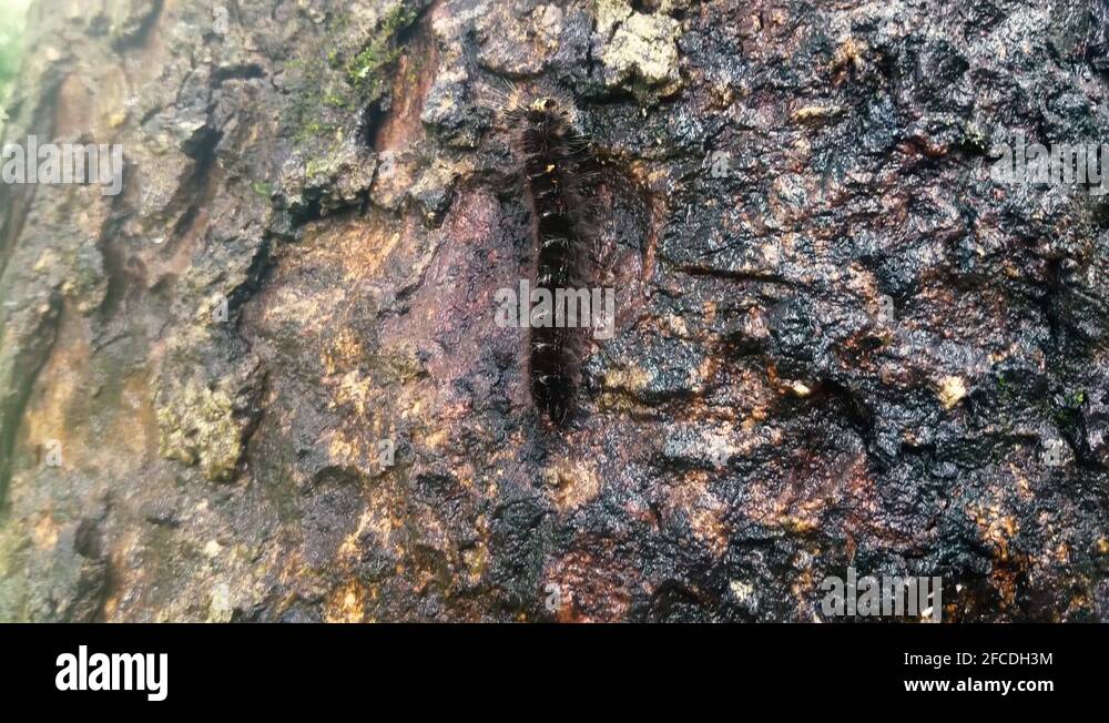 Caterpillar climbing tree Stock Videos & Footage - HD and 4K Video ...