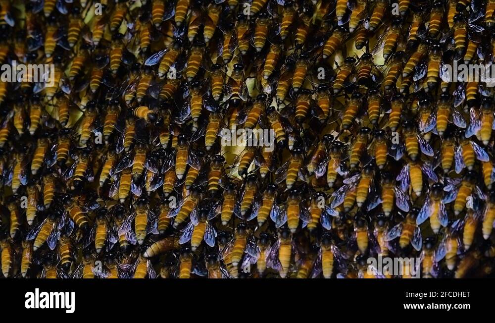 Giant Honey Bees are known to build large colonies of nest with Stock ...