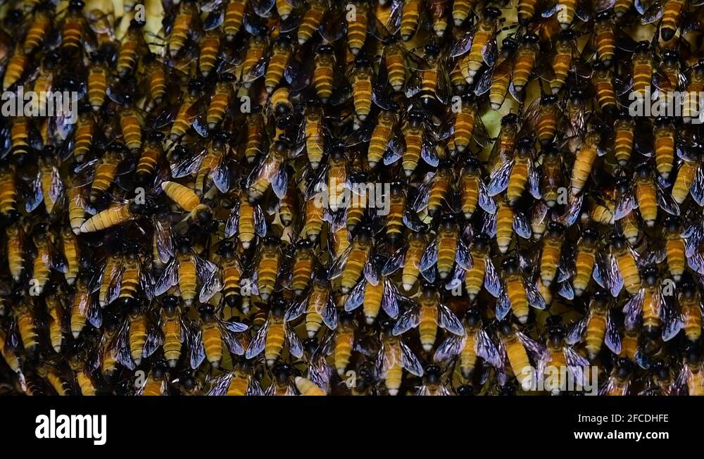 Giant Honey Bees are known to build large colonies of nest with Stock ...