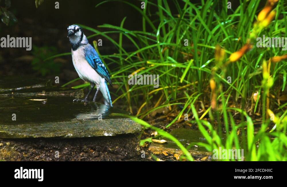 Blue jay tail Stock Videos & Footage - HD and 4K Video Clips - Alamy