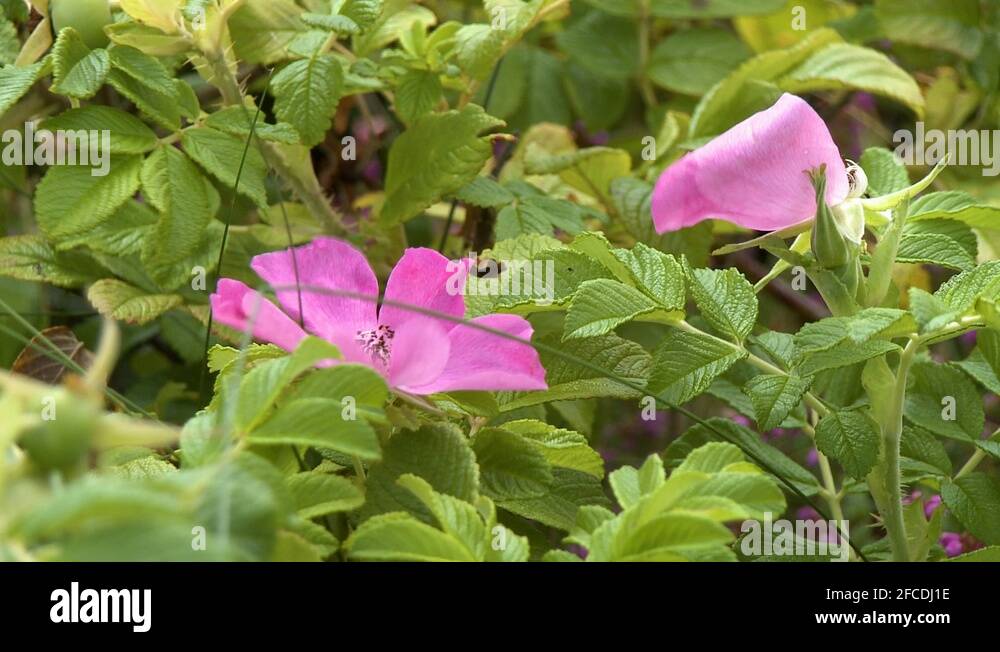 Basal plants Stock Videos & Footage - HD and 4K Video Clips - Alamy