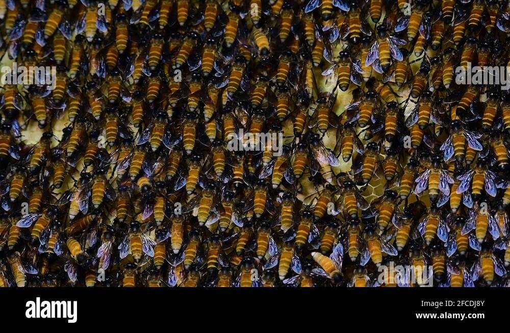Giant Honey Bees are known to build large colonies of nest with Stock ...