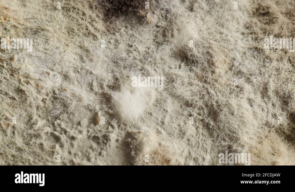 Mold on bread Stock Videos & Footage - HD and 4K Video Clips - Alamy