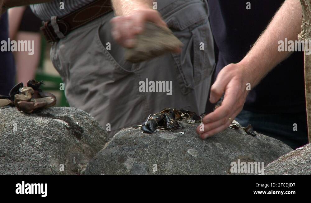 Rock crab claws Stock Videos & Footage - HD and 4K Video Clips - Alamy