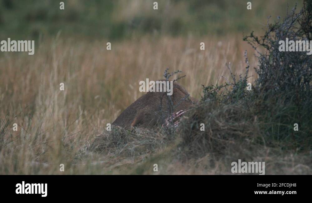 Puma Stock Videos & Footage - HD and 4K Video Clips - Alamy
