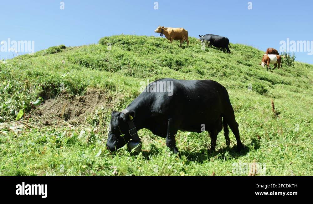 Intensive grazing Stock Videos & Footage - HD and 4K Video Clips - Alamy