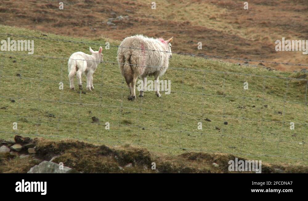 Stop sheep Stock Videos & Footage - HD and 4K Video Clips - Alamy