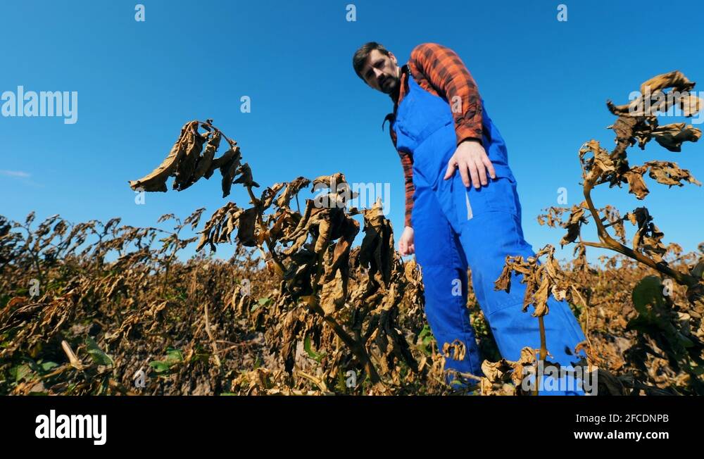 Dried crops Stock Videos & Footage - HD and 4K Video Clips - Alamy