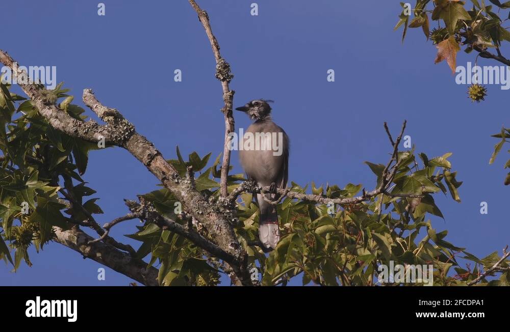 Scruffy bird Stock Videos & Footage - HD and 4K Video Clips - Alamy