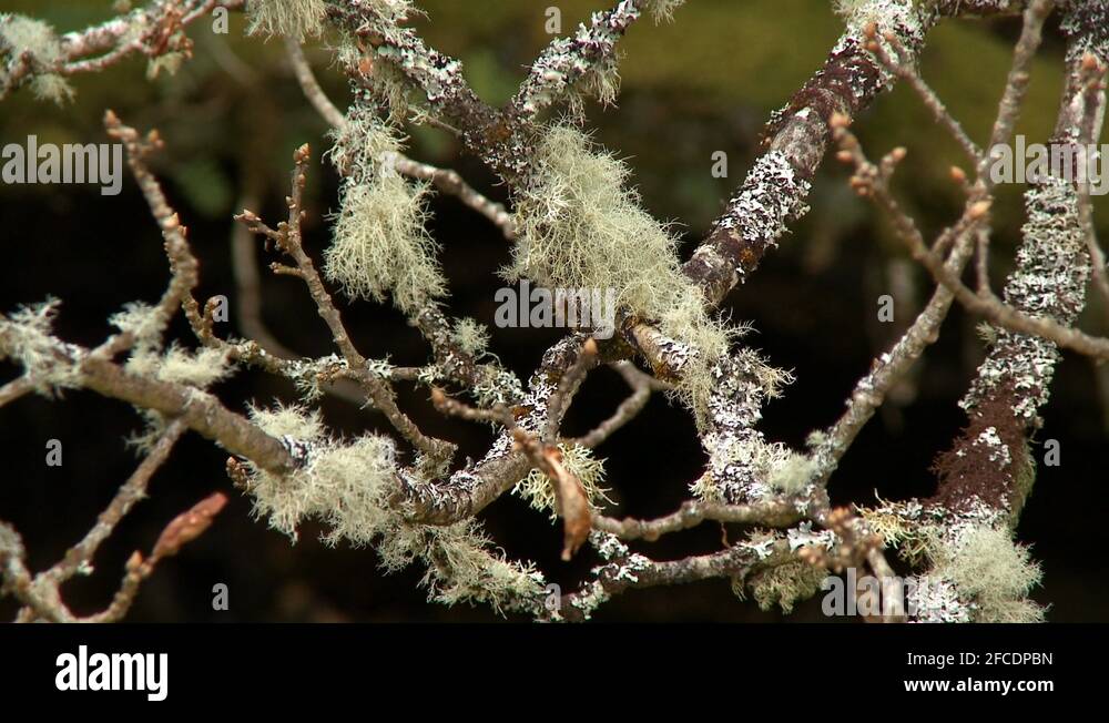 Fractal of tree branches Stock Videos & Footage - HD and 4K Video Clips ...