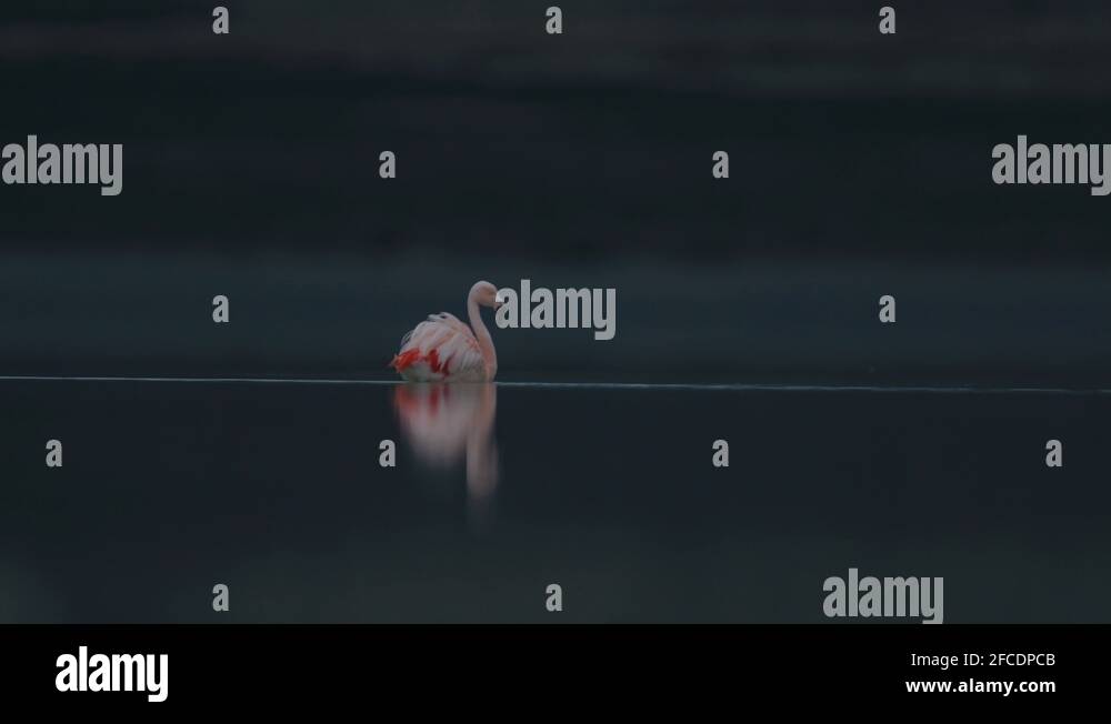 Flamingo hunt Stock Videos & Footage - HD and 4K Video Clips - Alamy