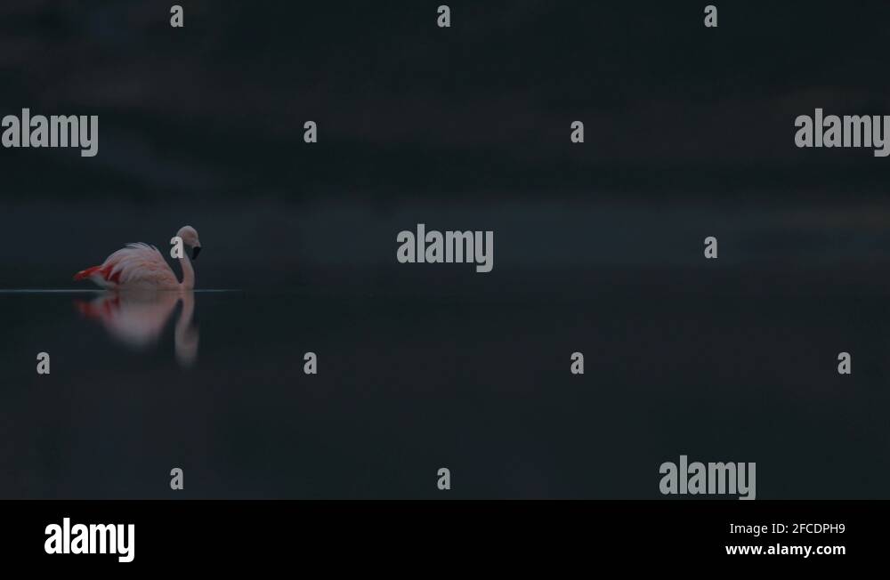 Mountain ice flamingo south america Stock Videos & Footage - HD and 4K ...