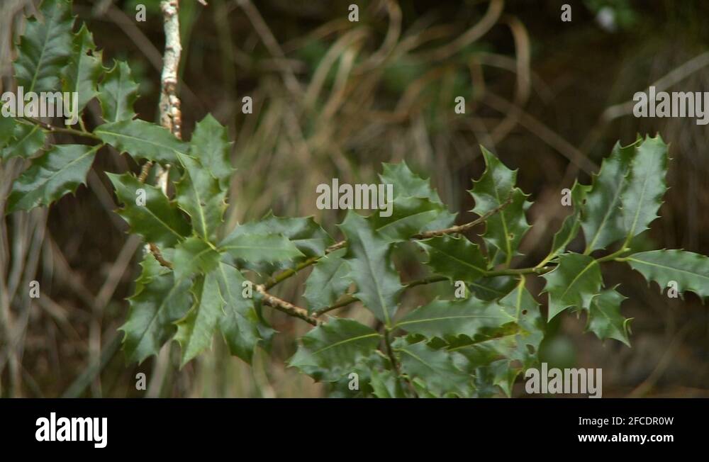 Very prickly dark green leaves Stock Videos & Footage - HD and 4K Video ...