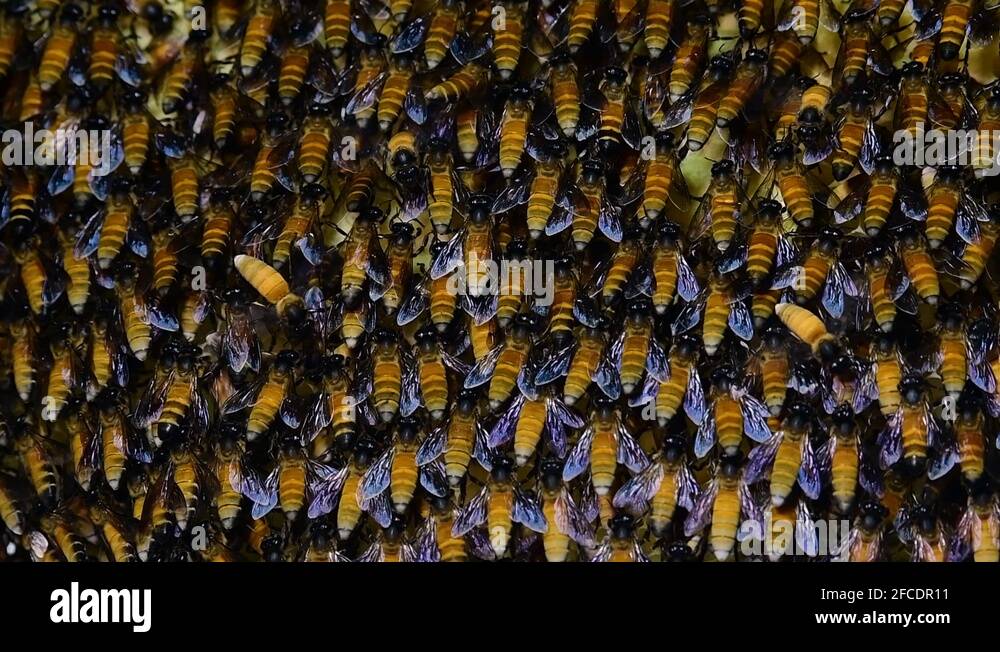 Giant Honey Bees are known to build large colonies of nest with Stock ...
