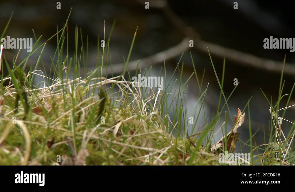 Stream bank grass Stock Videos & Footage - HD and 4K Video Clips - Alamy