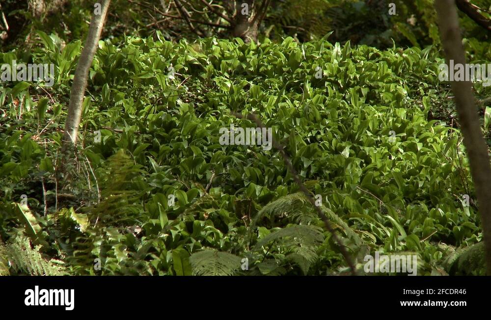 Forest floor greenery Stock Videos & Footage - HD and 4K Video Clips - Alamy