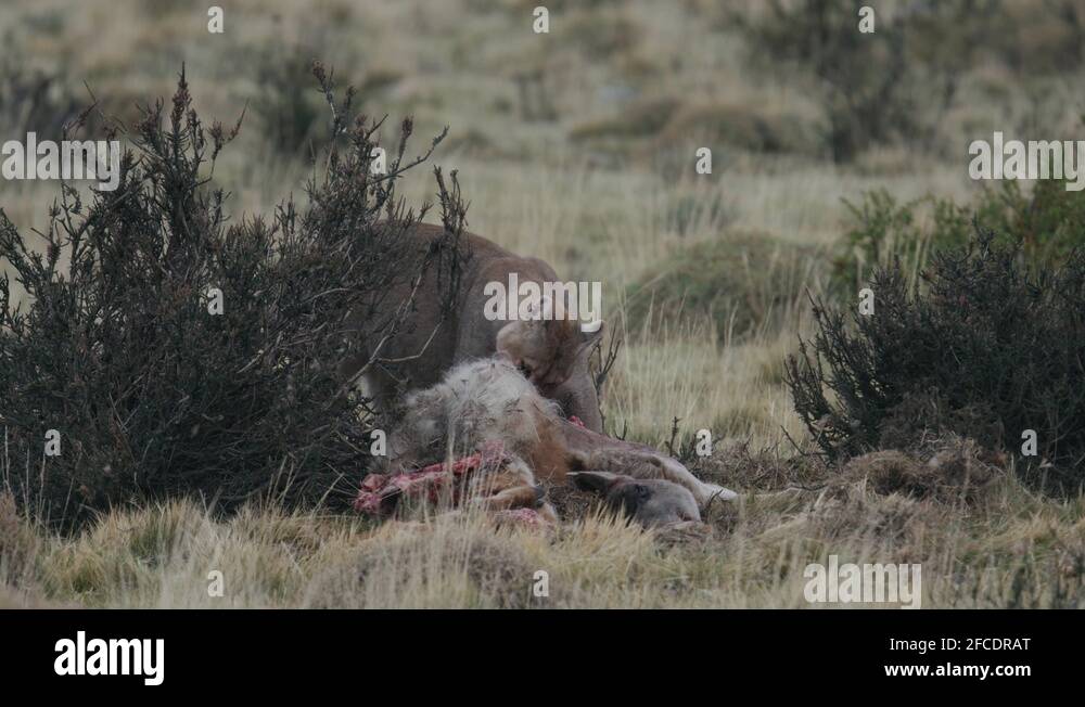 After a hunt Stock Videos & Footage - HD and 4K Video Clips - Alamy