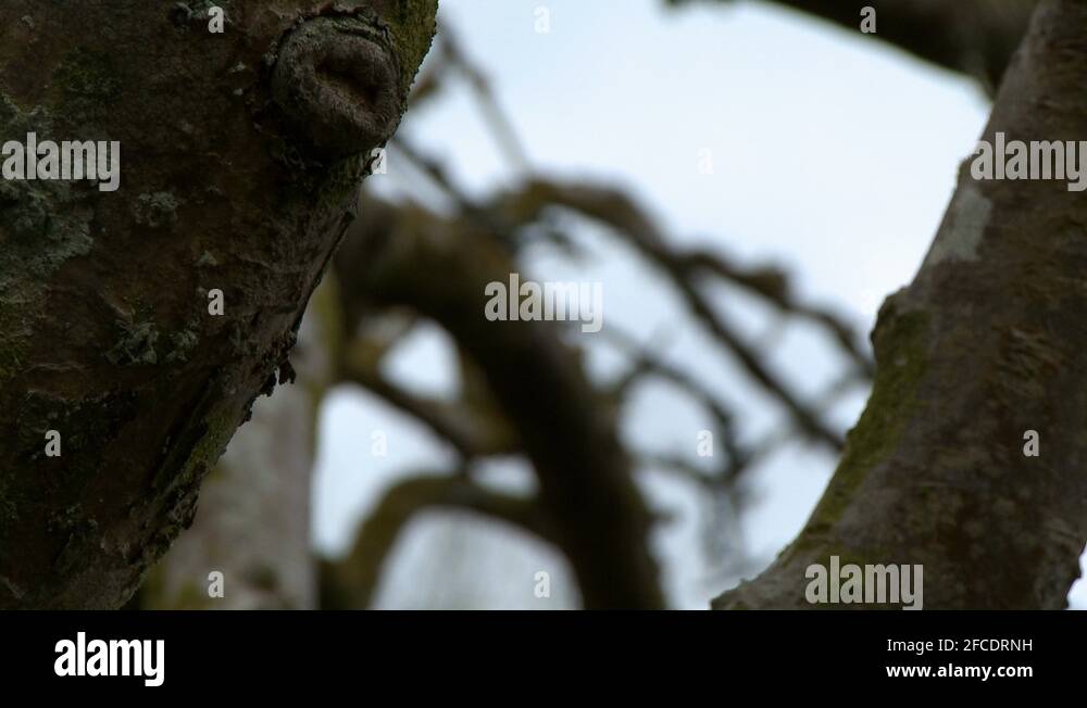 Rack focus between branches of a gnarly tree Stock Video Footage - Alamy