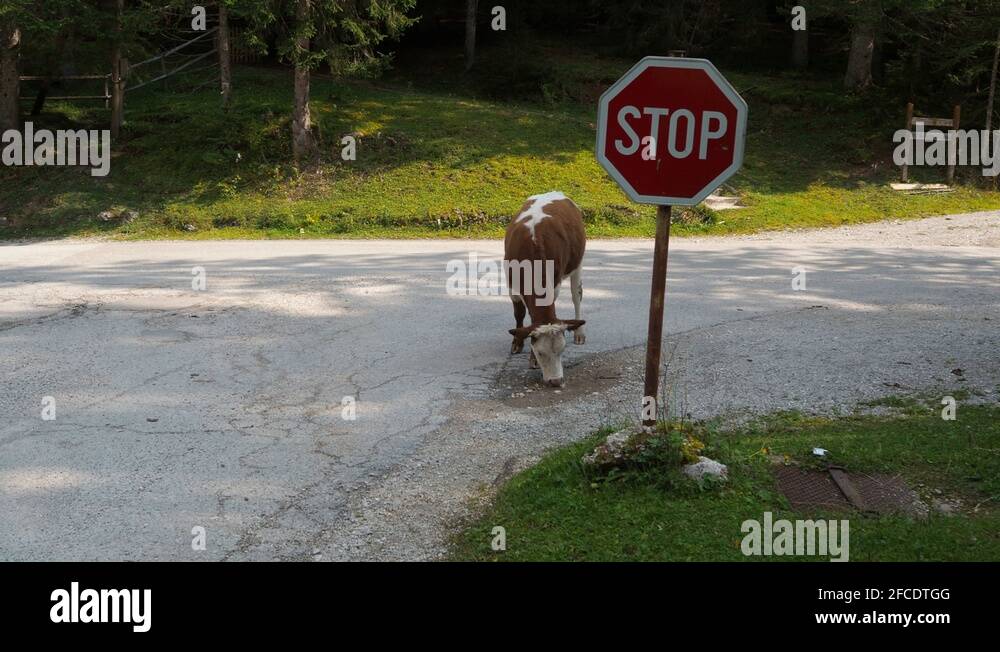 Animal cow road sign Stock Videos & Footage - HD and 4K Video Clips - Alamy