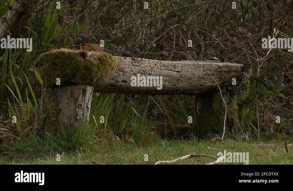 Split log bench Stock Videos & Footage - HD and 4K Video Clips - Alamy