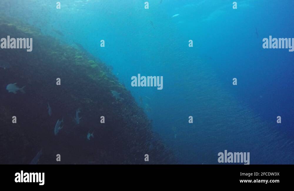 Fish hunt Stock Videos & Footage - HD and 4K Video Clips - Alamy