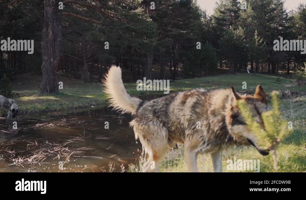 Dogs splashing Stock Videos & Footage - HD and 4K Video Clips - Alamy