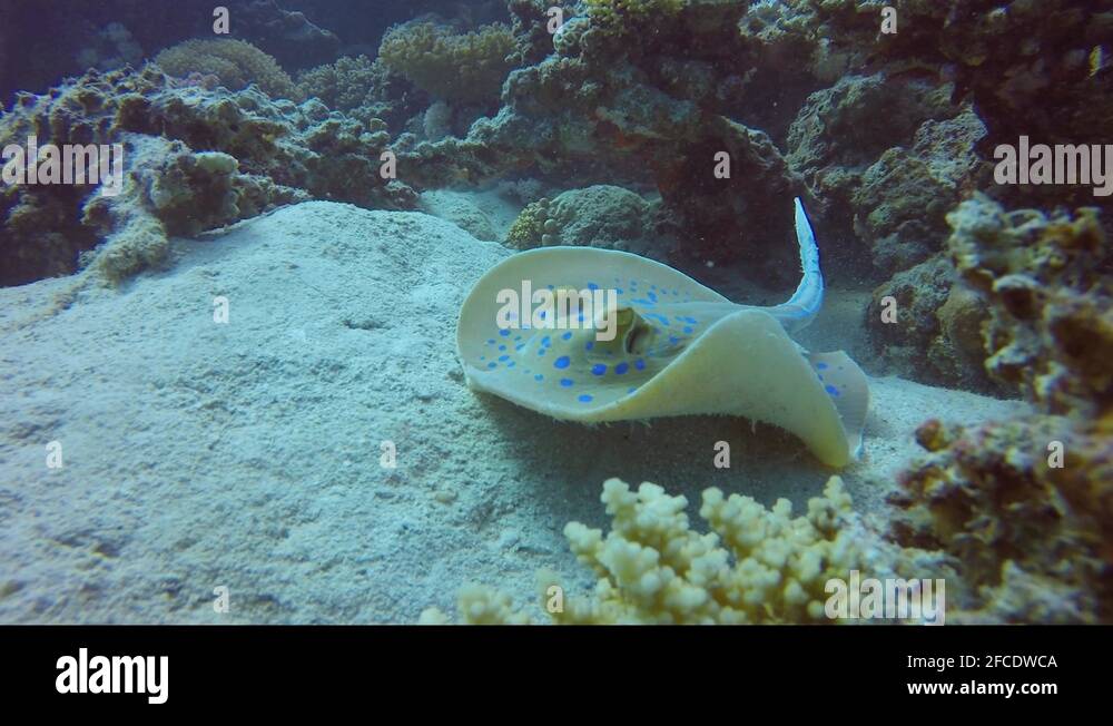 Spotted sting ray Stock Videos & Footage - HD and 4K Video Clips - Alamy
