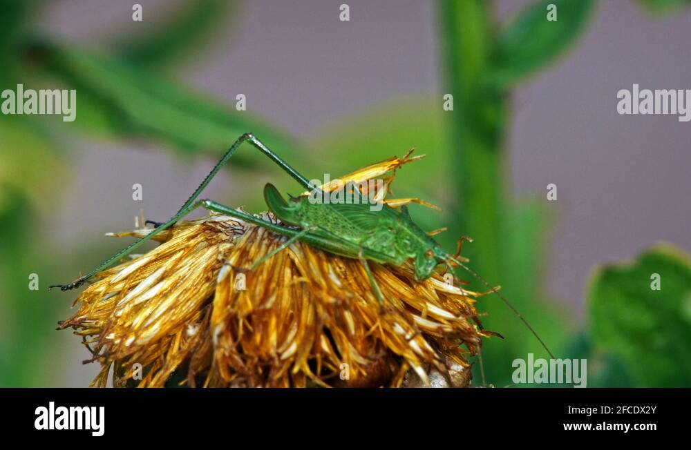 Cricket head head shot Stock Videos & Footage - HD and 4K Video Clips ...