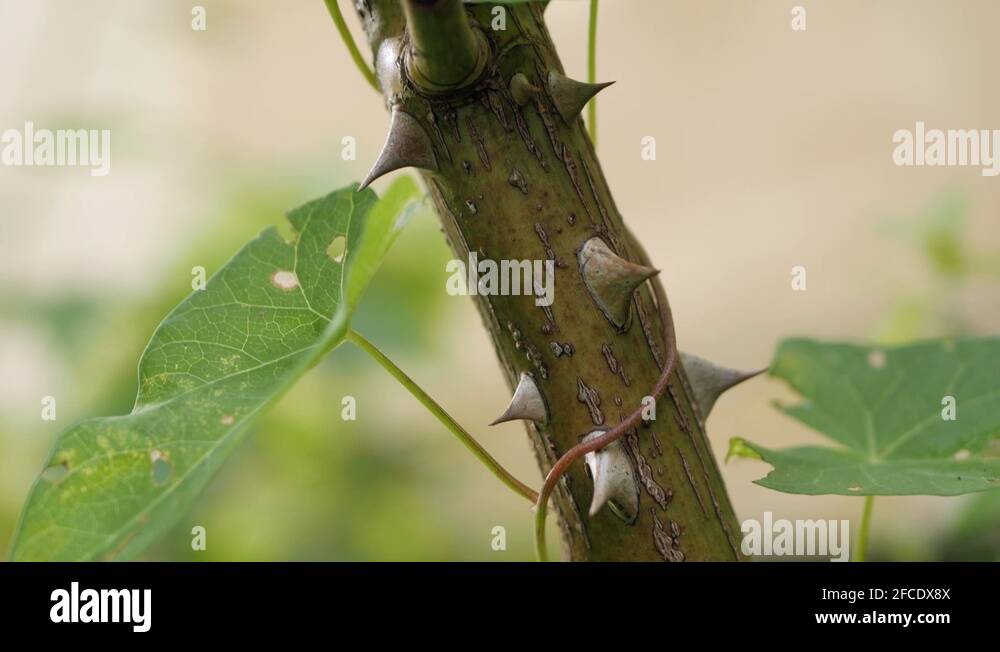 Spike rose Stock Videos & Footage - HD and 4K Video Clips - Alamy