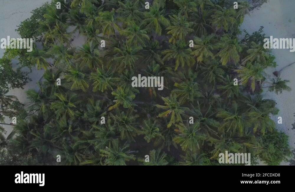 Drone footage over the coconut trees of Guyam Island, Siargao Stock ...