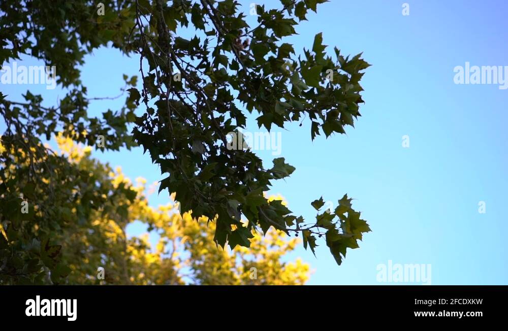 Weak branches Stock Videos & Footage - HD and 4K Video Clips - Alamy