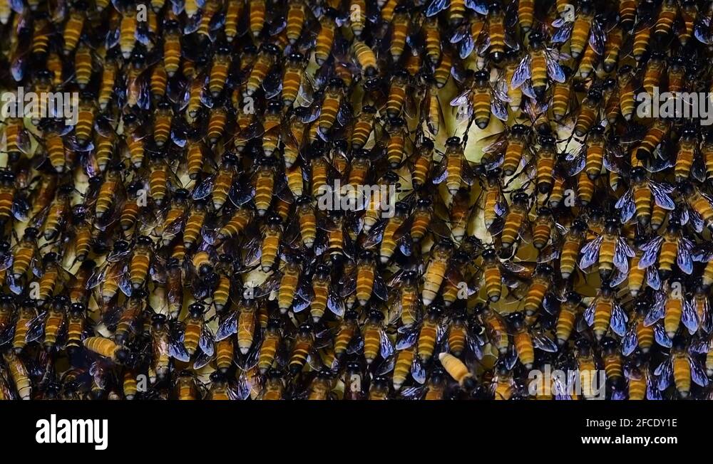 Giant Honey Bees are known to build large colonies of nest with Stock ...