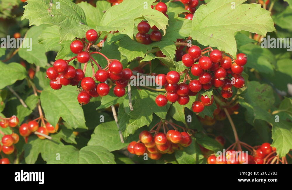 Gelder rose berries Stock Videos & Footage - HD and 4K Video Clips - Alamy