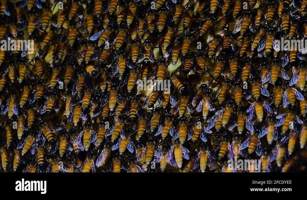 Giant Honey Bees are known to build large colonies of nest with Stock ...