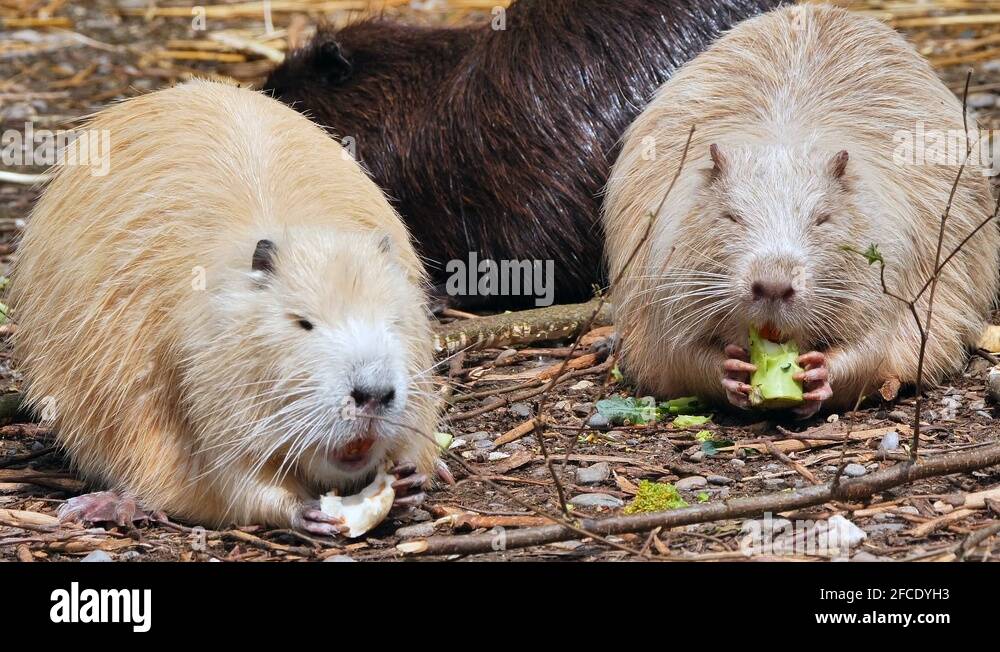 two white swamp beaver (Myocastor coypus) eat vegetables. the mammal ...
