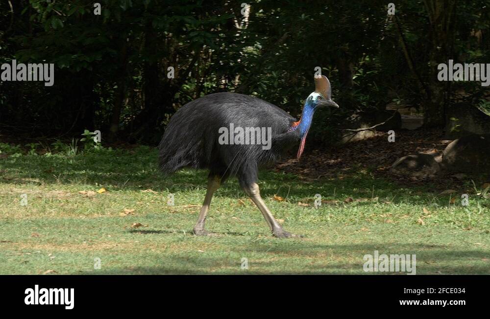 Wild Australian cassowary walking at campground with car Stock Video ...