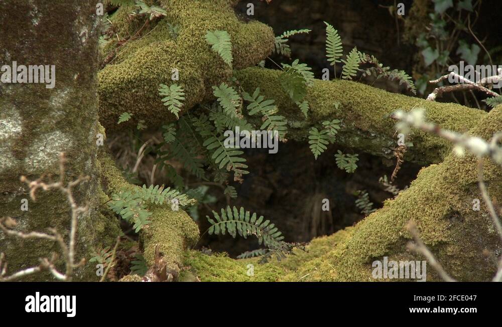 Tree roots ferns in Stock Videos & Footage - HD and 4K Video Clips - Alamy