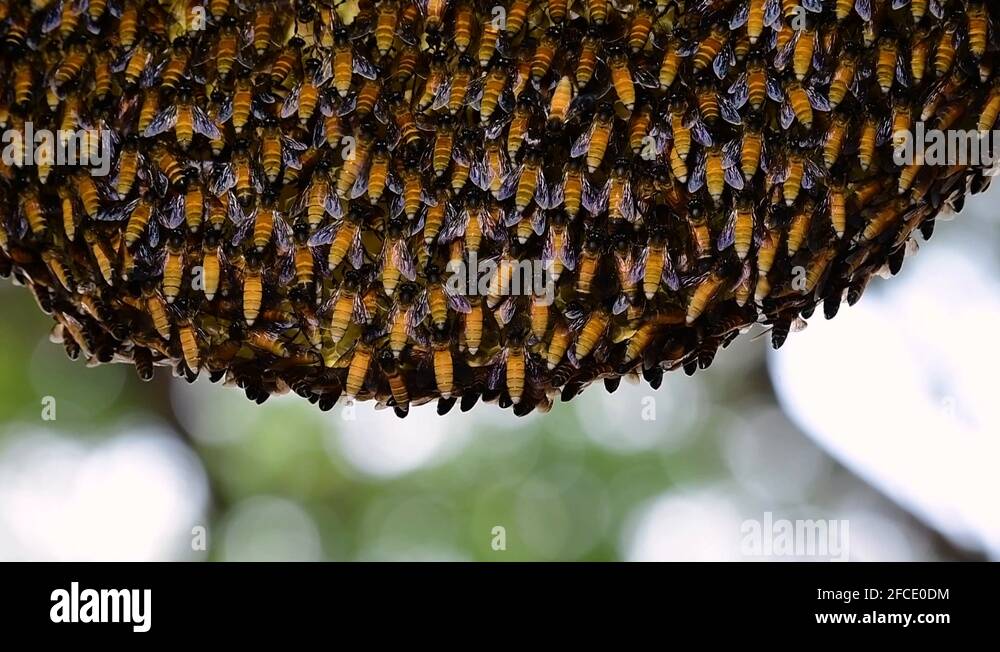 Giant Honey Bees are known to build large colonies of nest with Stock ...