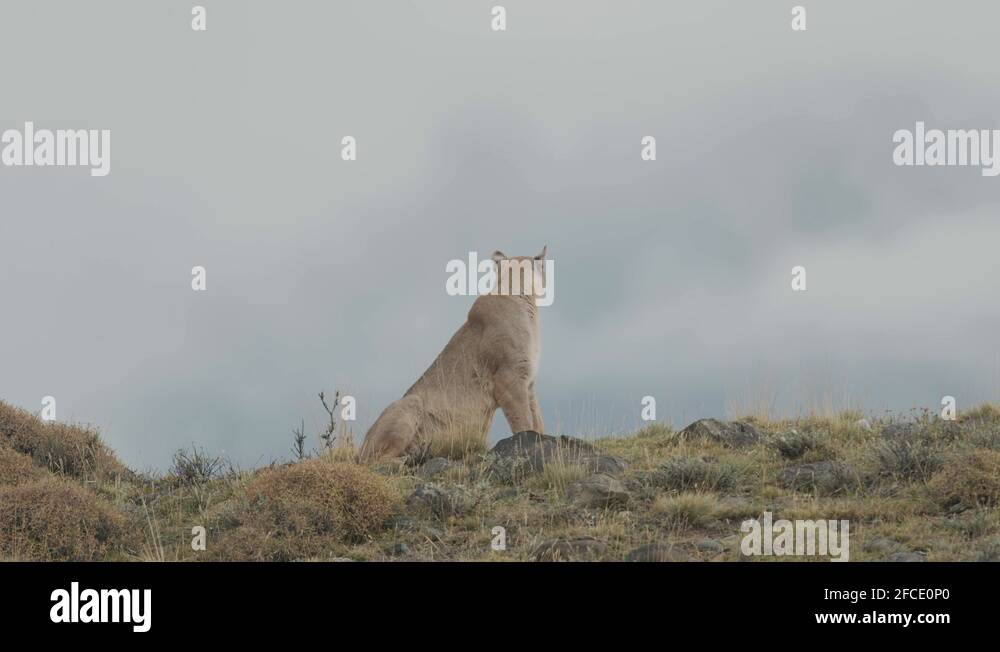 Puma sitting Stock Videos & Footage - HD and 4K Video Clips - Alamy
