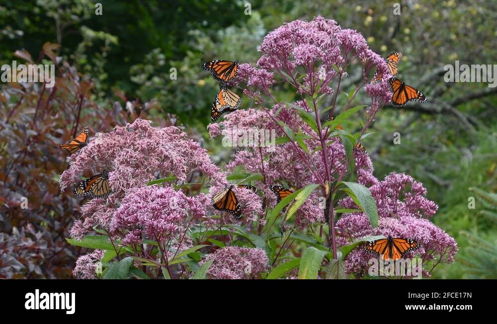 Many monarch butterflies Stock Videos & Footage - HD and 4K Video Clips ...