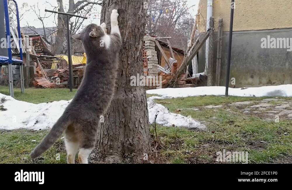 Sharpening the claws at at tree Stock Videos & Footage - HD and 4K ...