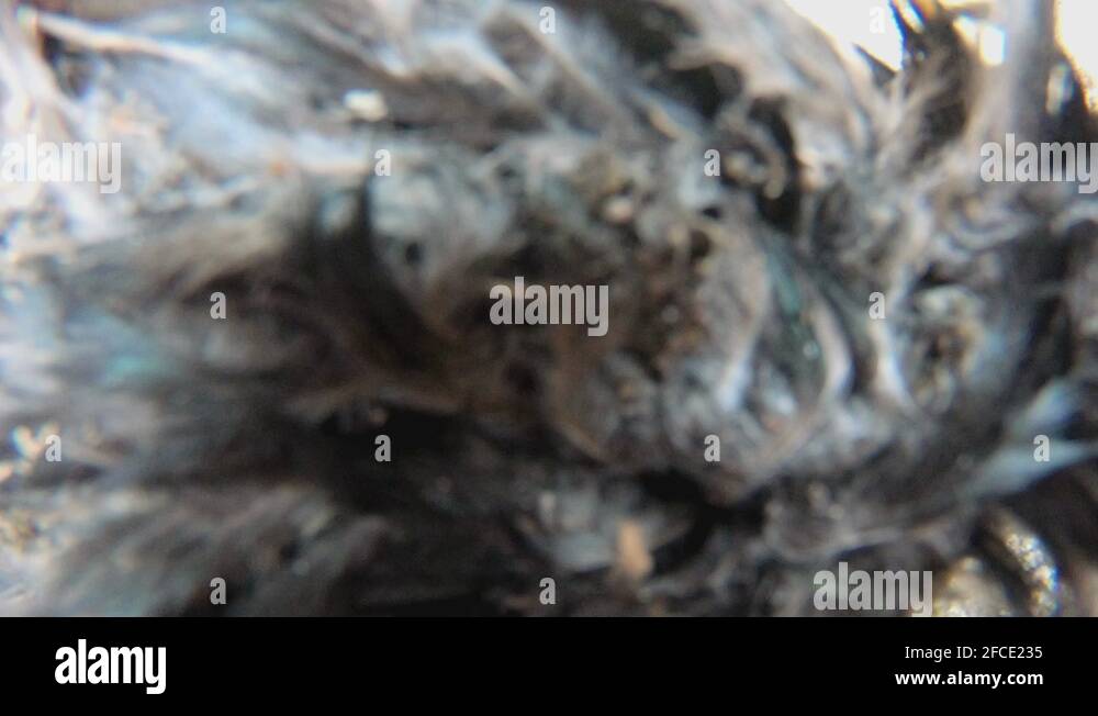 Bird viewer Stock Videos & Footage - HD and 4K Video Clips - Alamy