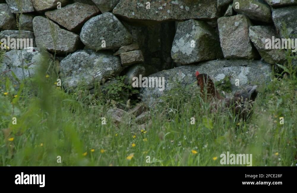 Hole in stone wall Stock Videos & Footage - HD and 4K Video Clips - Alamy