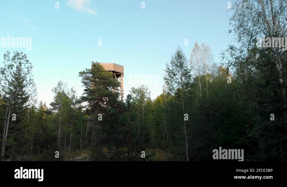 Trees tower over the path Stock Videos & Footage - HD and 4K Video ...