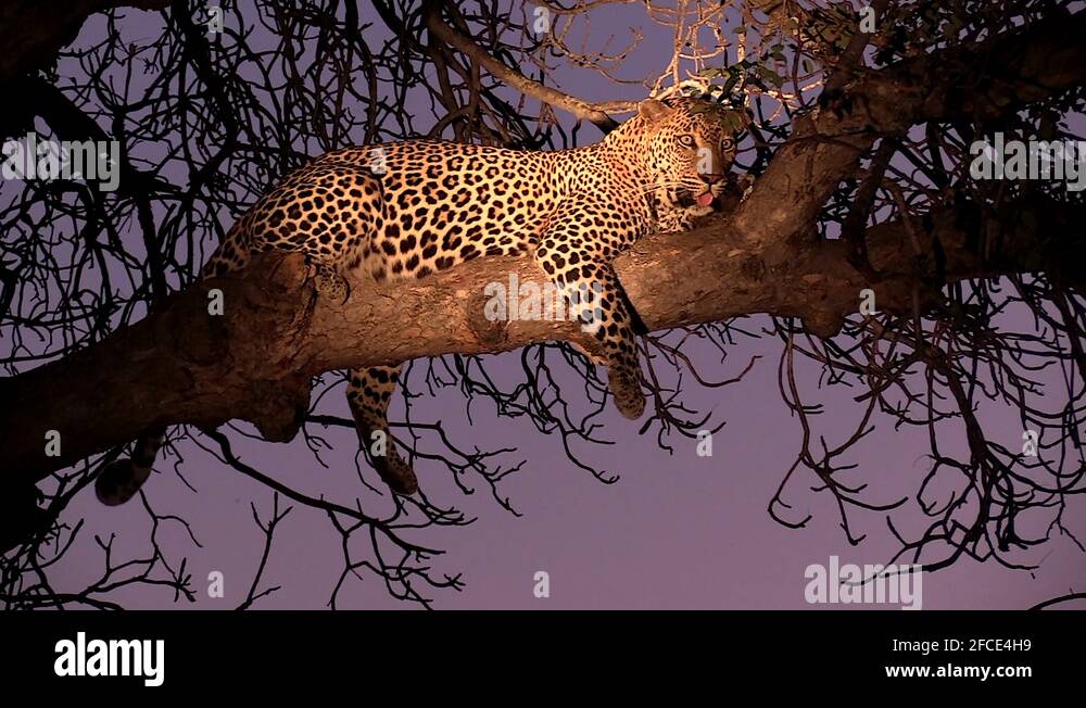 Leopard, lit by a spotlight, rests high in a tree at dusk with bare ...