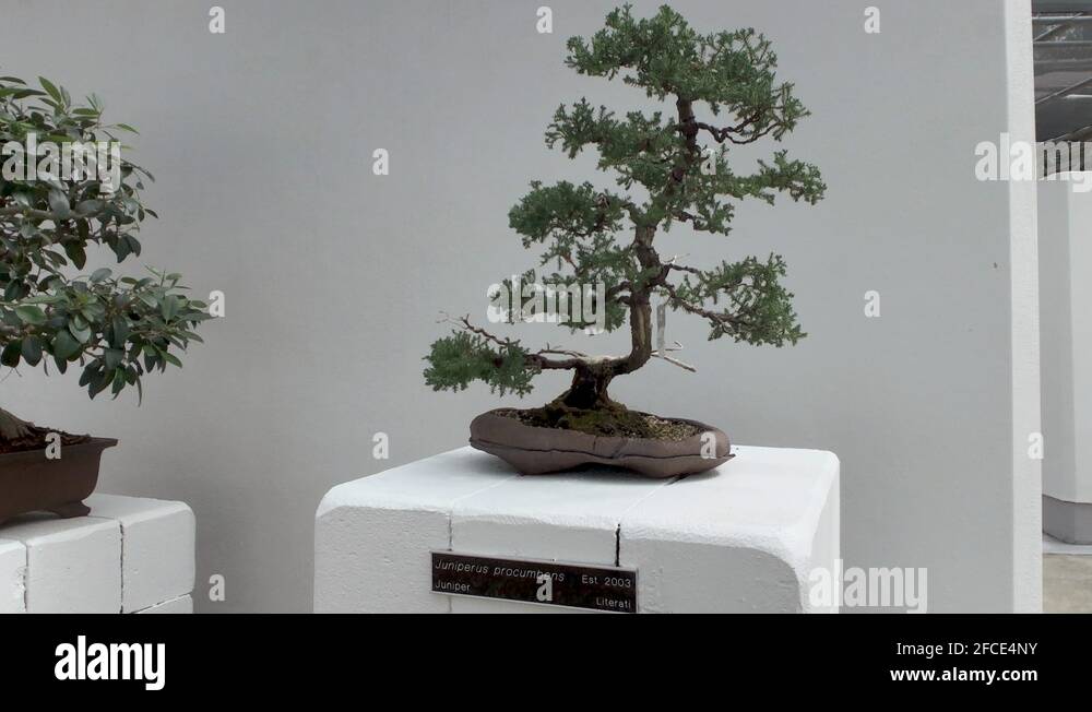 Traditional bonsai Stock Videos & Footage - HD and 4K Video Clips - Alamy