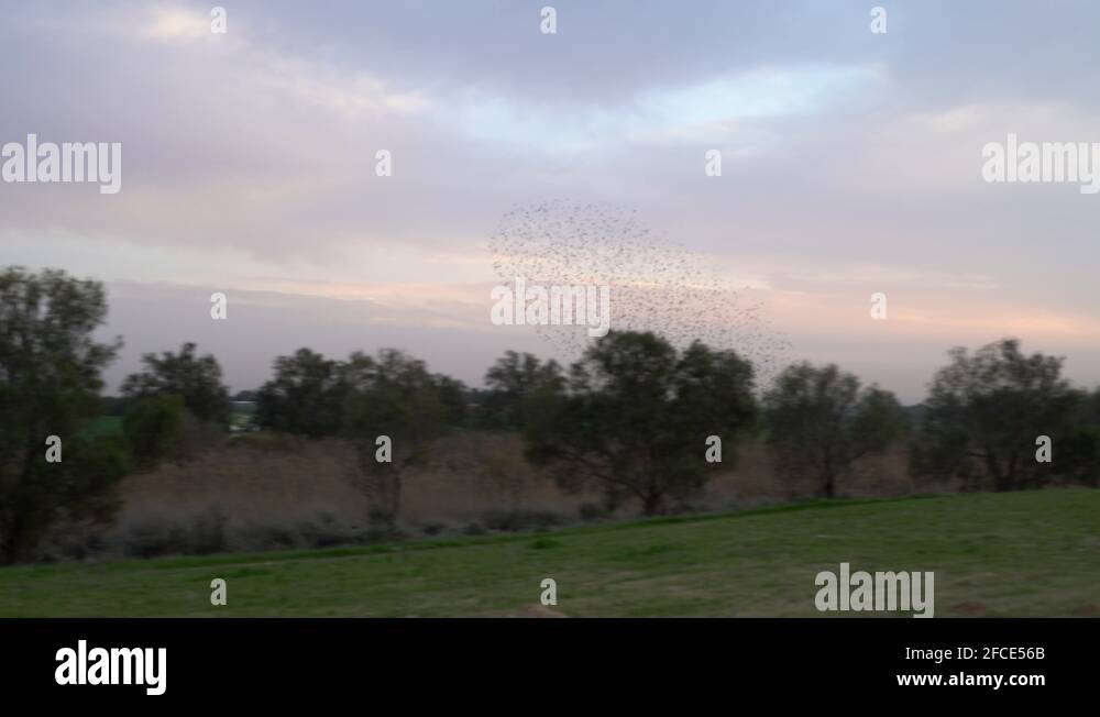 Crowd birds Stock Videos & Footage - HD and 4K Video Clips - Alamy