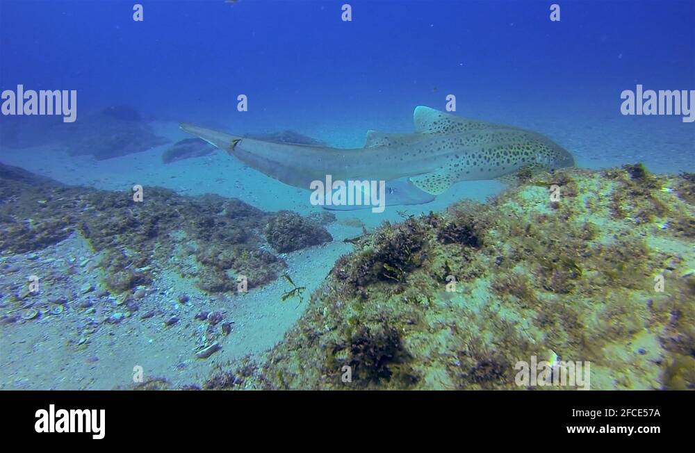 Zebra Shark.Leopard Shark.Bull Ray.Stingray. Graceful Aquatic Marine ...